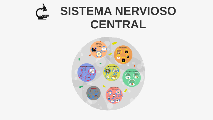 CORTEZA CEREBRAL by Bryan Hipp on Prezi