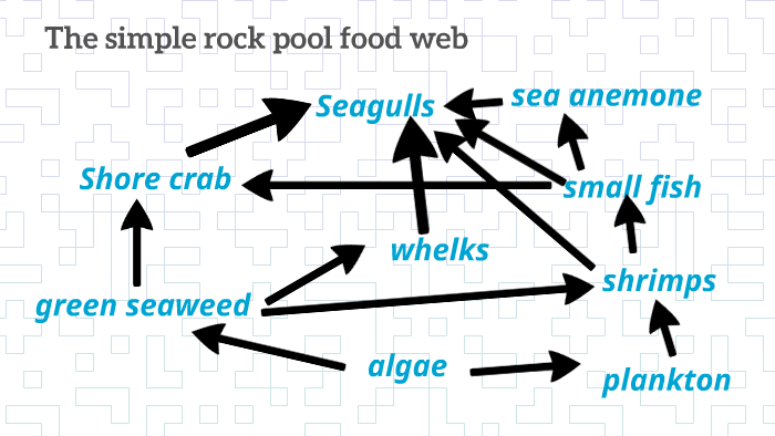 The rock pool food web by Justin Chen on Prezi