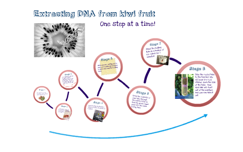 Extracting DNA from kiwi fruit by Sylvia Mawby on Prezi