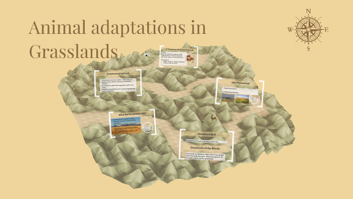 Animal adaptations in Grasslands by maha kk on Prezi