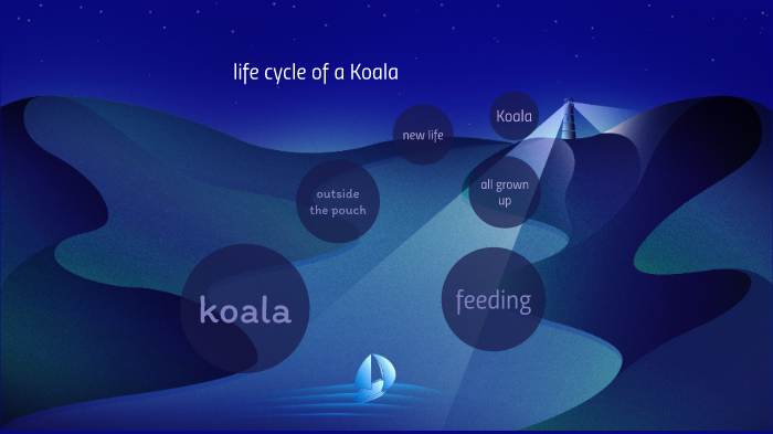 Koalas life cycle by Shae Anderson on Prezi
