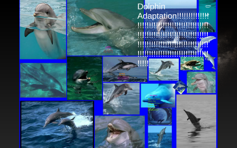Dolphins Adaptations!!!!!!!!!!!!!!!!!!!!!!!!!! by Yugi Moto