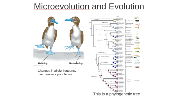Microevolution vs. Evolution by David Dodge on Prezi