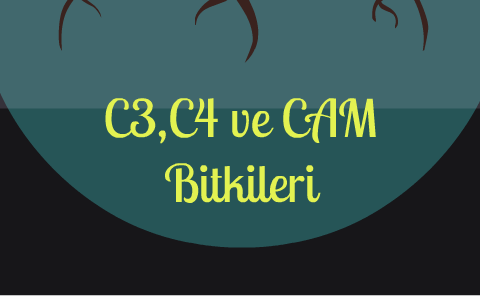 C3,C4 ve CAM Bitkileri by Beyza Yanıkoğlu on Prezi