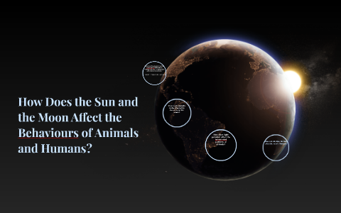 How Do the Sun and the Moon Affect the Behaviours of Animals by Ireland ...