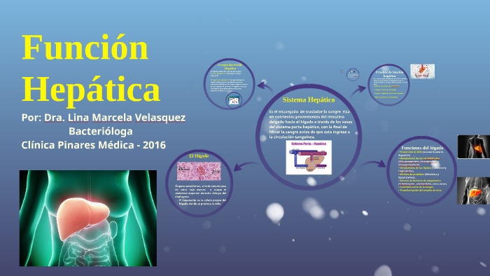 Función Hepática by LINA MARCELA VELASQUEZ OROZCO on Prezi