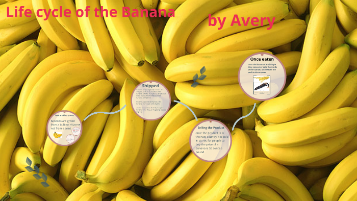 Life cycle of the Banana by Avery Lewis on Prezi