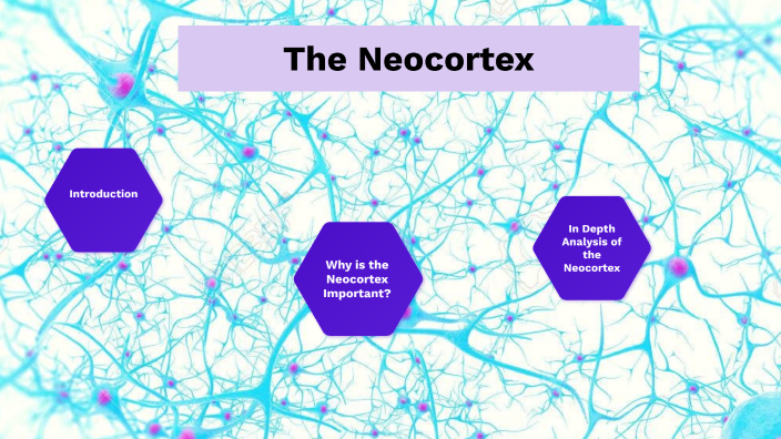 Neocortex Crash Course by Ahmad Ayaz Amin on Prezi