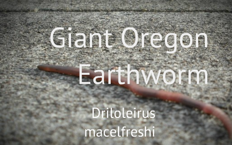 Oregon Giant Earthworm by David Allen on Prezi