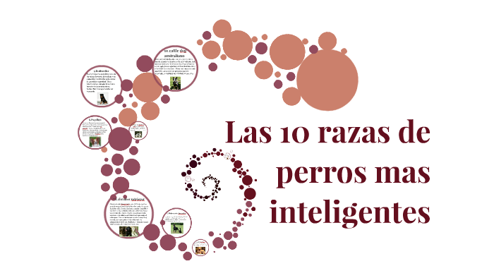 Razas de perros y su principales caracterìsticas by Adriana Montero ...