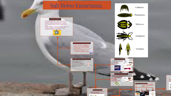 animales con simetria bilateral by Mariangeles Medina on Prezi