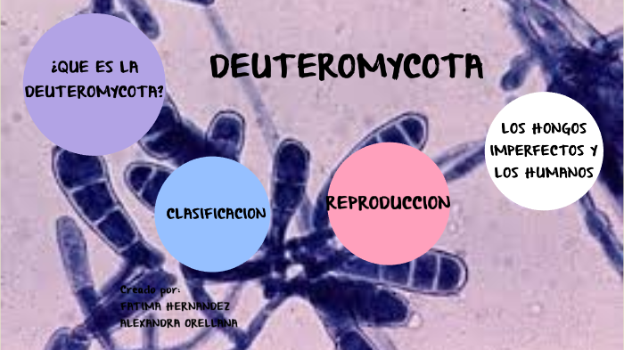 DEUTEROMYCOTA by Fatima Hernandez on Prezi