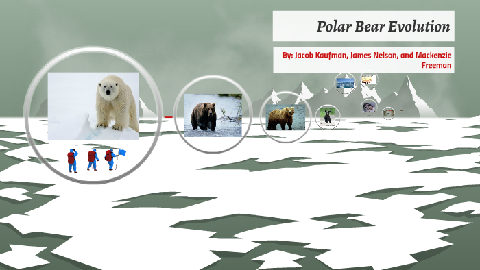 Polar Bear Evolution by Mackenzie Freeman on Prezi