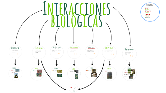 interacciones biologicas by Romina Alfaro labra on Prezi