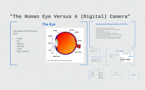 "The Human Eye Versus A (Digital) Camera" by Holly Brule