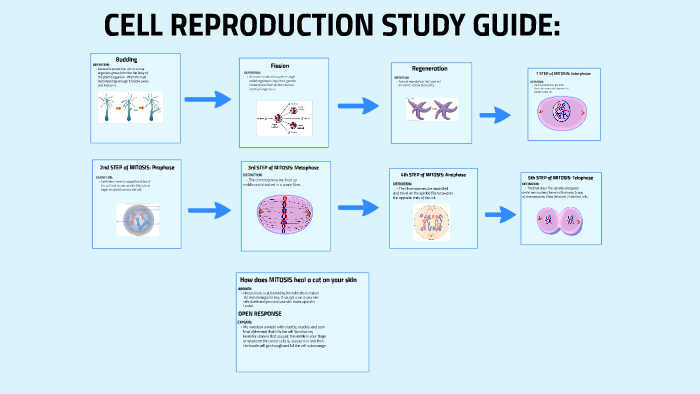 CELL REPRODUCTION STUDY GUIDE: by joanne paladines