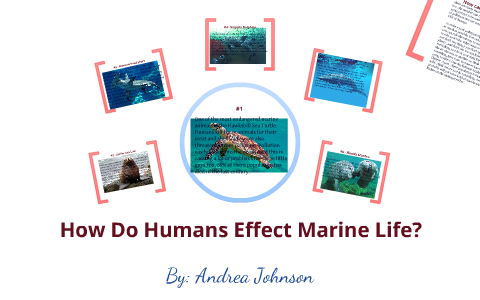 How Do Humans Effect Marine Life? by Andrea Johnson on Prezi