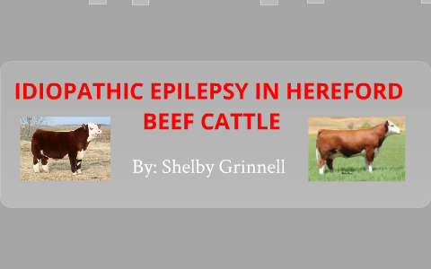 Idiopathic Epilepsy in Hereford Beef Cattle by Shelby Grinnell on Prezi