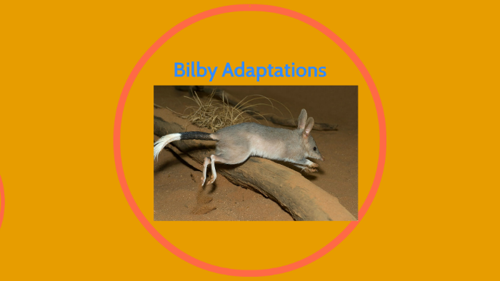 Bilby Adaptations by julian steyn on Prezi