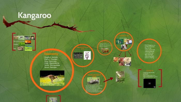 Kangaroo Reproduction by Liliana Sochon on Prezi