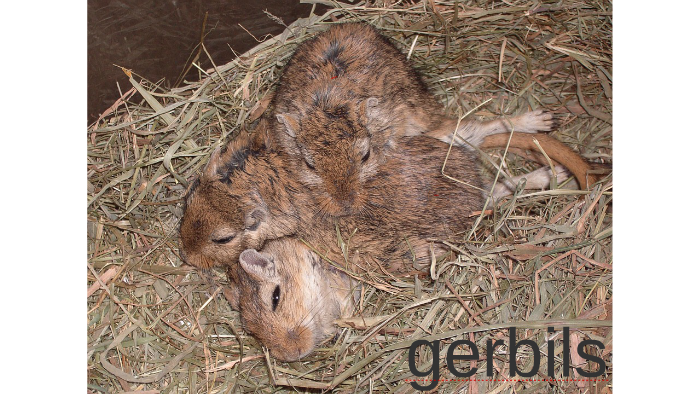 gerbils by jan van daele on Prezi