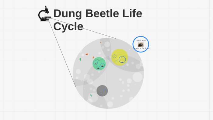 Dung Beetle Life Cycle by Kuba Wojciak on Prezi