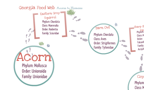 Georgia Food Web by Ambrea Walker on Prezi
