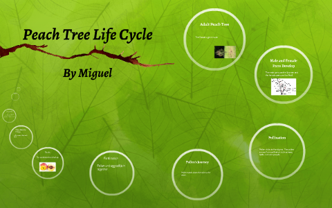 Peach Tree Life Cycle by Yellow Class - RJH on Prezi