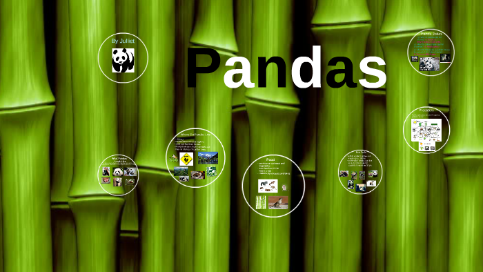 Pandas by Division 19 on Prezi