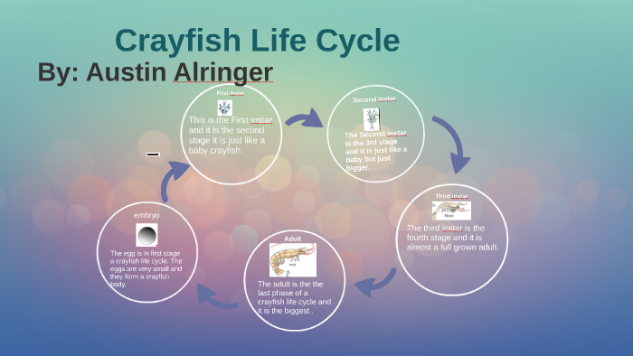 Crayfish Life Cycle by Heather Polen on Prezi
