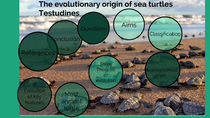 The Evolutionary Origin of Sea turtles by Elin Meek on Prezi