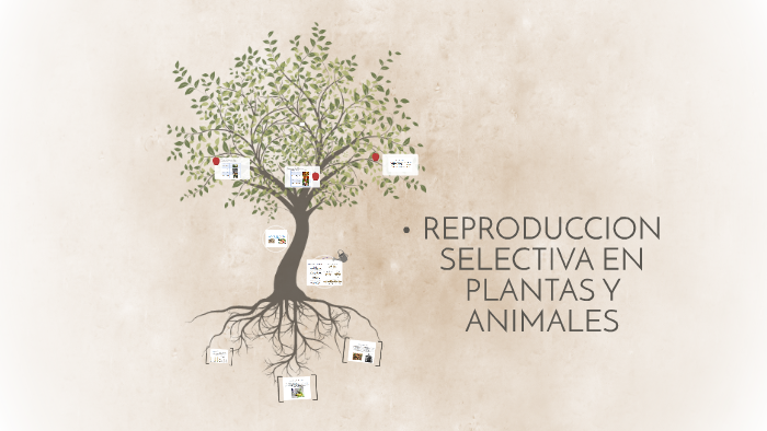 REPRODUCCION SELECTIVA EN PLANTAS Y ANIMALES by miguel enrique vasquez ...
