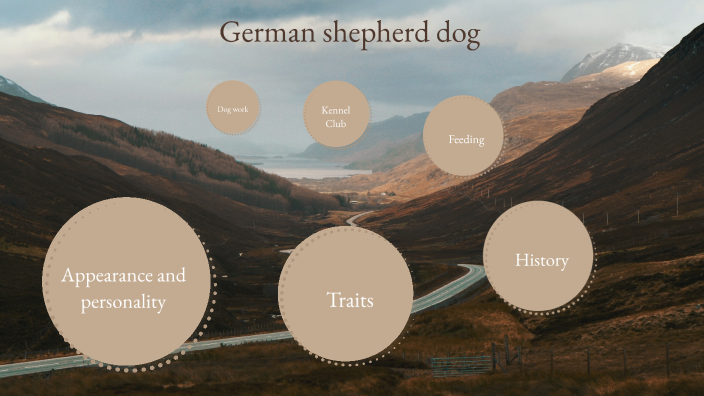 German shepherd by Vera Vera on Prezi