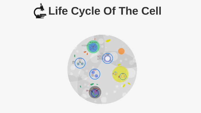Life Cycle Of The Cell by ashleigh lathrom