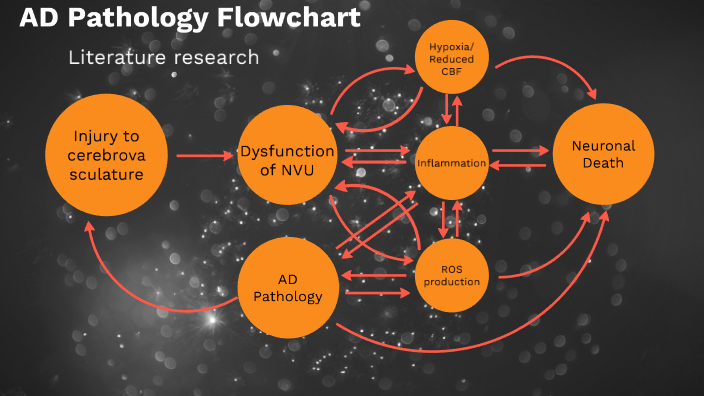 AD Pathology Flowchart by Lucy Kerslake on Prezi