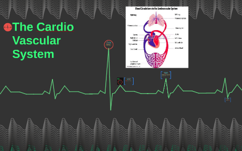 The cardio Vascular System by Ashley Eversole on Prezi