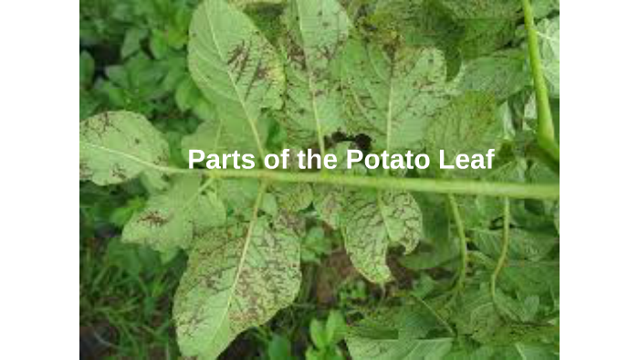 Parts of the Potato Leaf by Laurana Mitchell on Prezi