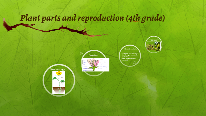 Plant parts and reproduction (4th grade) by Tiffany LeNeave on Prezi