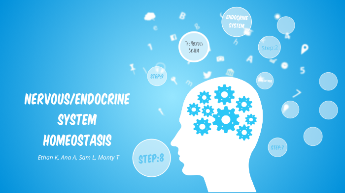 Nervous and Endocrine System with Homeostasis by Ethan Kirkland on Prezi