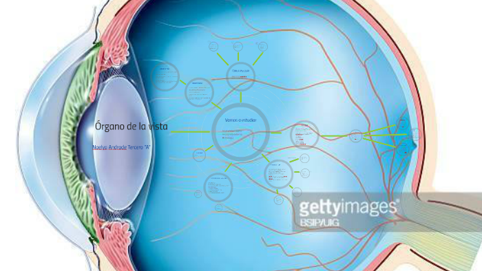 Órgano de la vista by Alejandro Andrade G. on Prezi