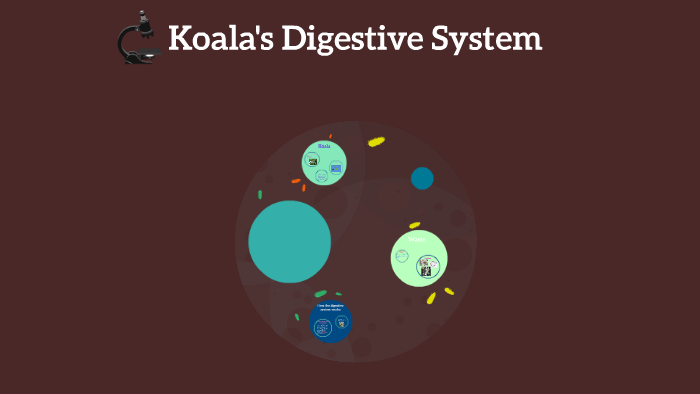 Koala Digestive System by Ezra Fitz on Prezi
