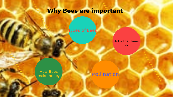 Why bees are important by Cooper B on Prezi