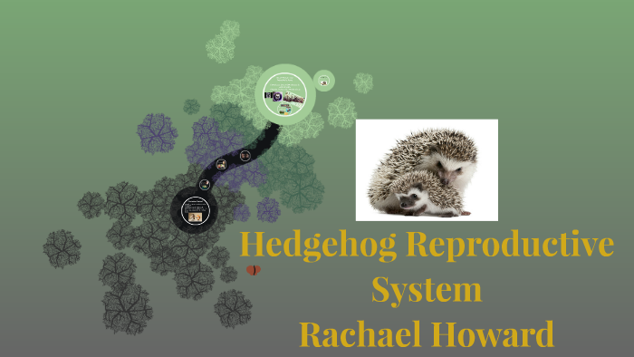 Hedgehogs Reproductive System by Rachael Howard on Prezi