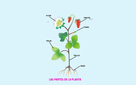 LAS PARTES DE LA PLANTA by NUBIA YULAN on Prezi