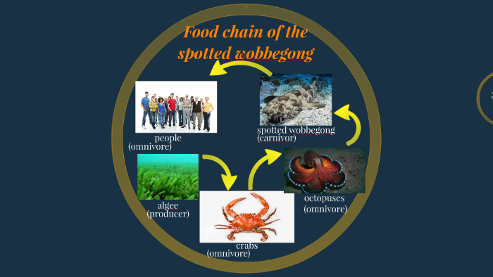food chain of the spotted wobbegong by Jayden Rossiter on Prezi