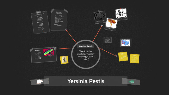 Yersinia Pestis by Sarah Amundson on Prezi
