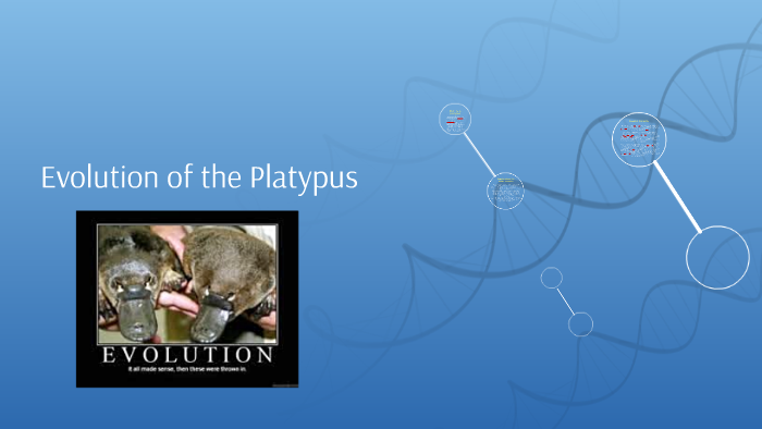 Evolution of the Platypus by Navnit Naidu