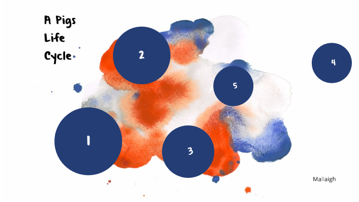 Pig life cycle by Mallaigh McCarthy on Prezi