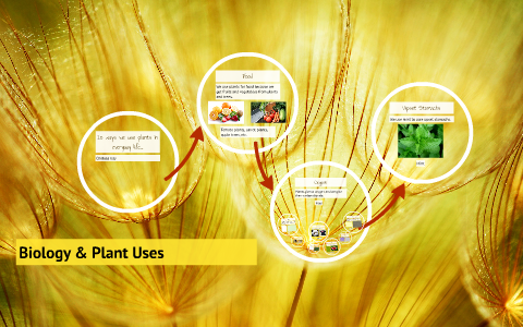 10 ways we use plants in everyday life... by Chelsea Kay on Prezi