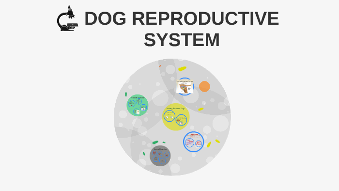 DOG REPRODUCTIVE SYSTEM by on Prezi